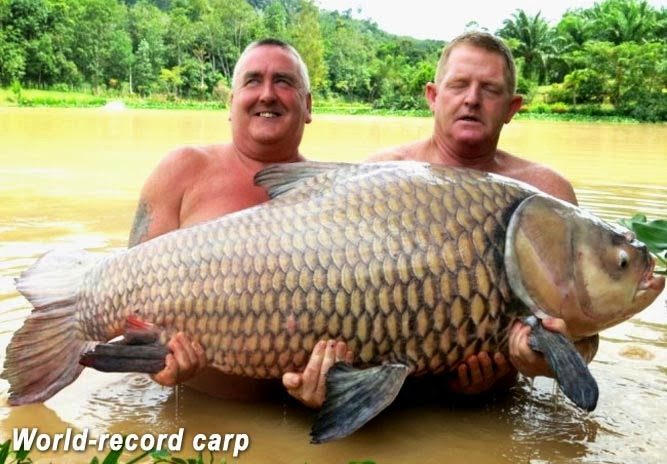 World-record carp