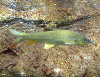 LA NATURALEZA EN CASA: Barbo común europeo (Barbus barbus)