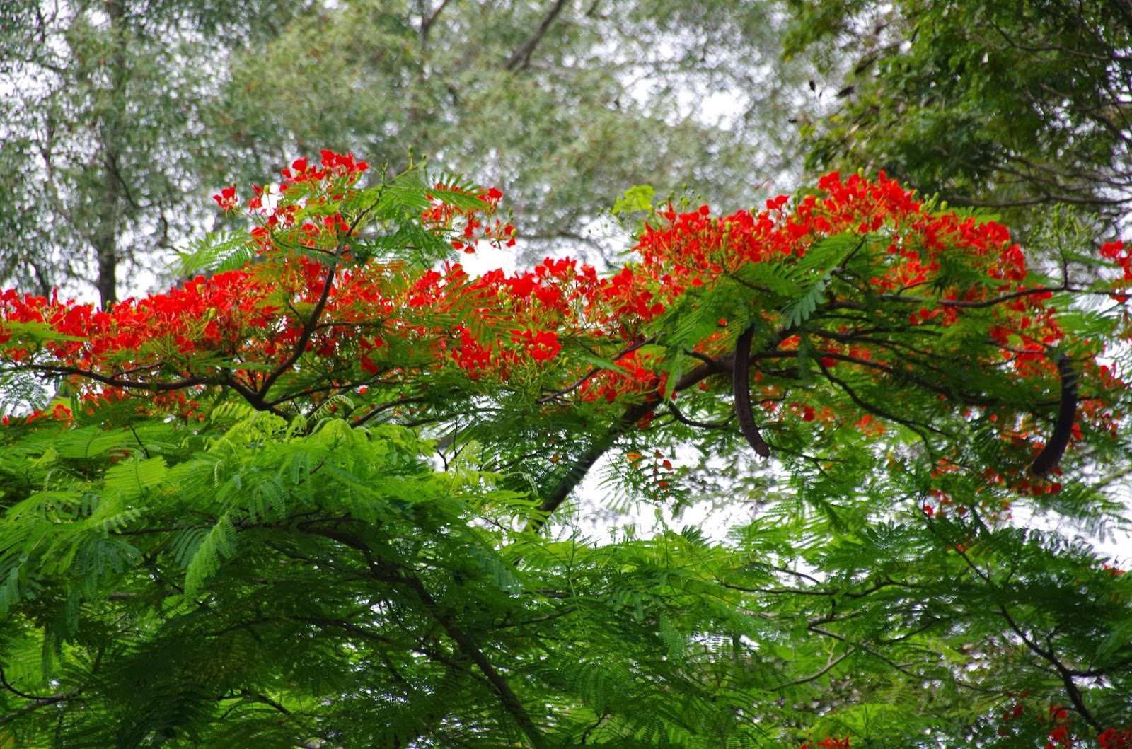 Trees and Plants: Red Flame of the forest