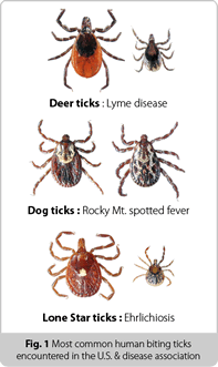 Tick Facts and Tips - The (mis)Adventures of a Homesteadin' Mama