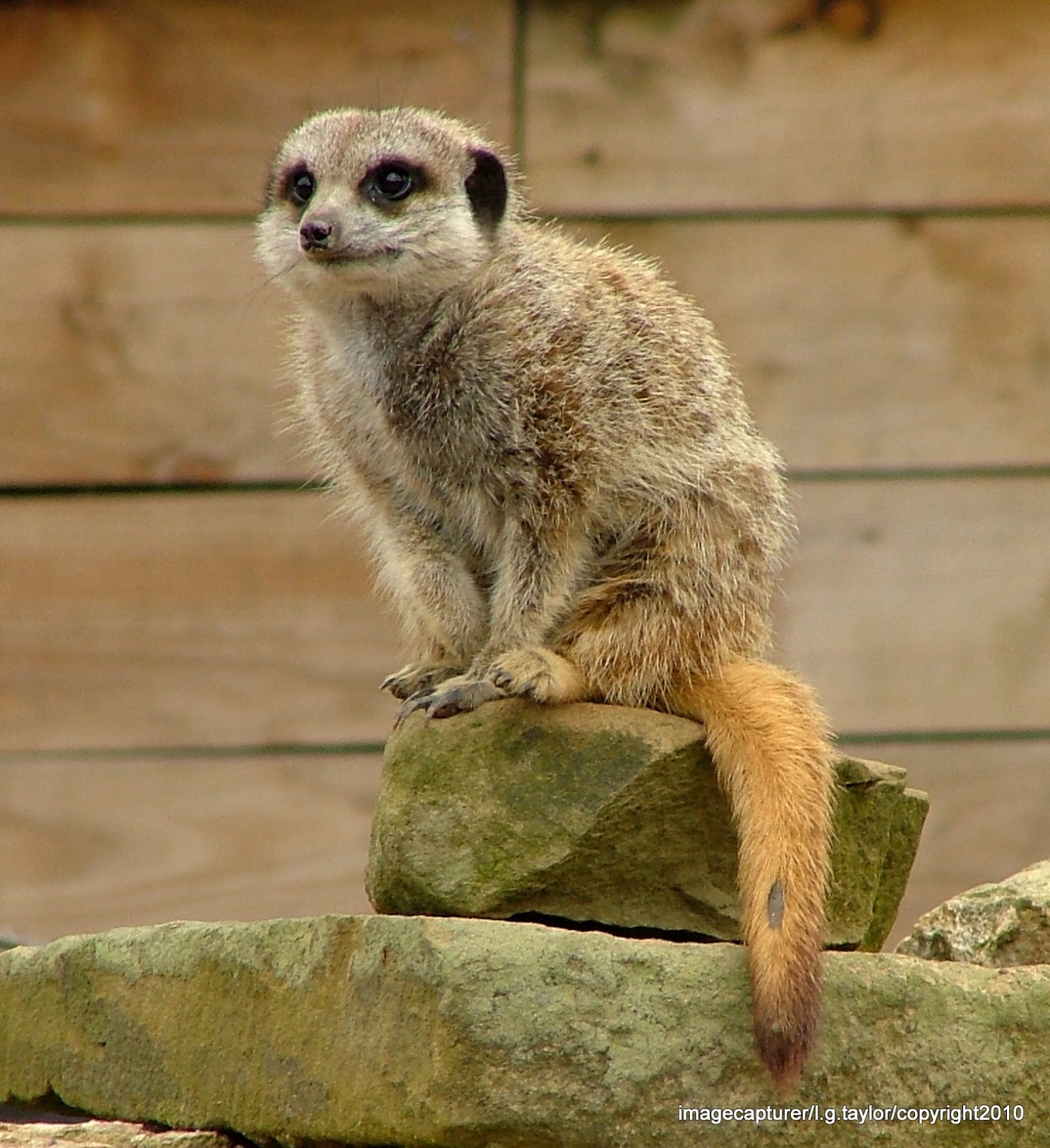 IMAGECAPTURER.: YORKSHIRE WILDLIFE PARK.