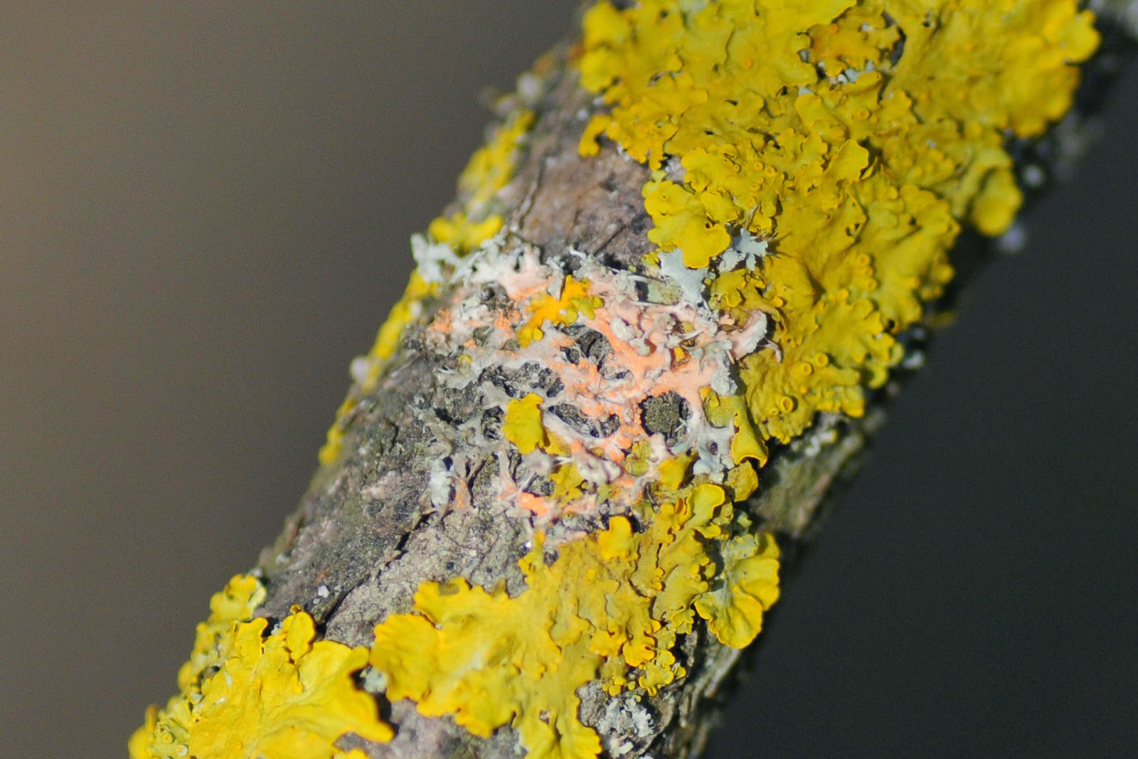 Bill's Birding: Pan-species listing- what's the point?