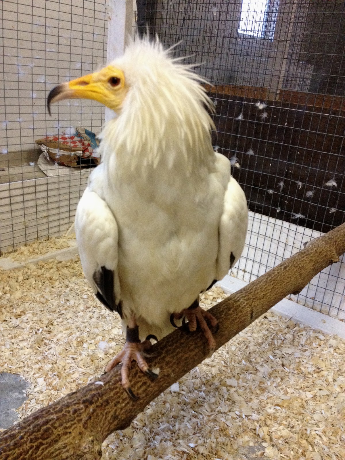 World Bird Sanctuary: Osiris – Not The God Of The Dead