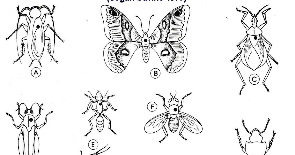 Manual para colectar y montar insectos
