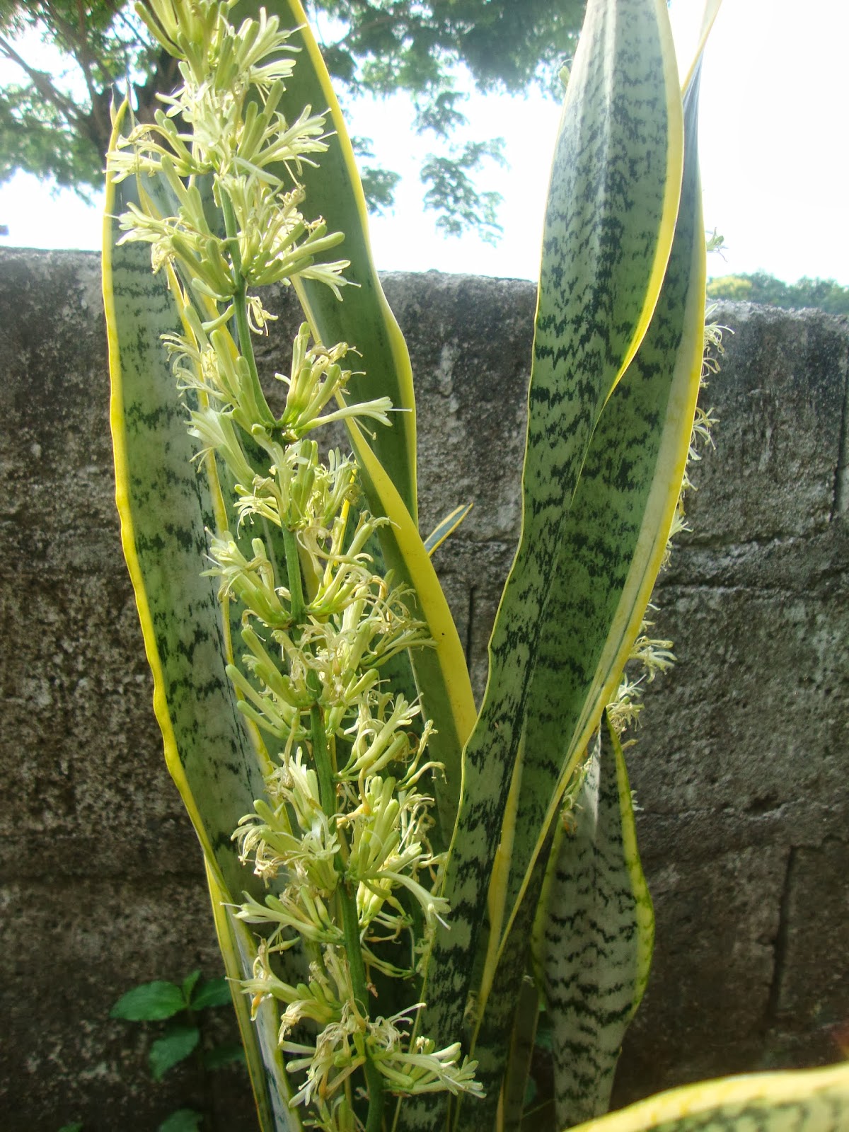 My Blog ... Activities: Espada Plant Flower