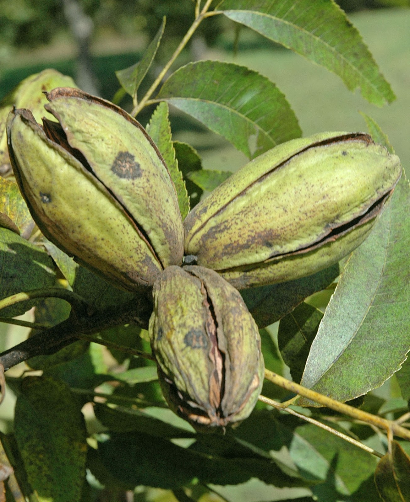 Northern Pecans: Pecan cultivars ripening in mid-October