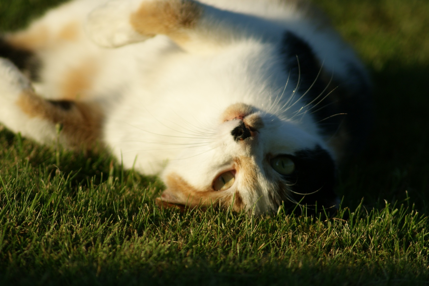 Be Amused Onze Poes Lag Zo Mooi Te Poseren In De Tuin