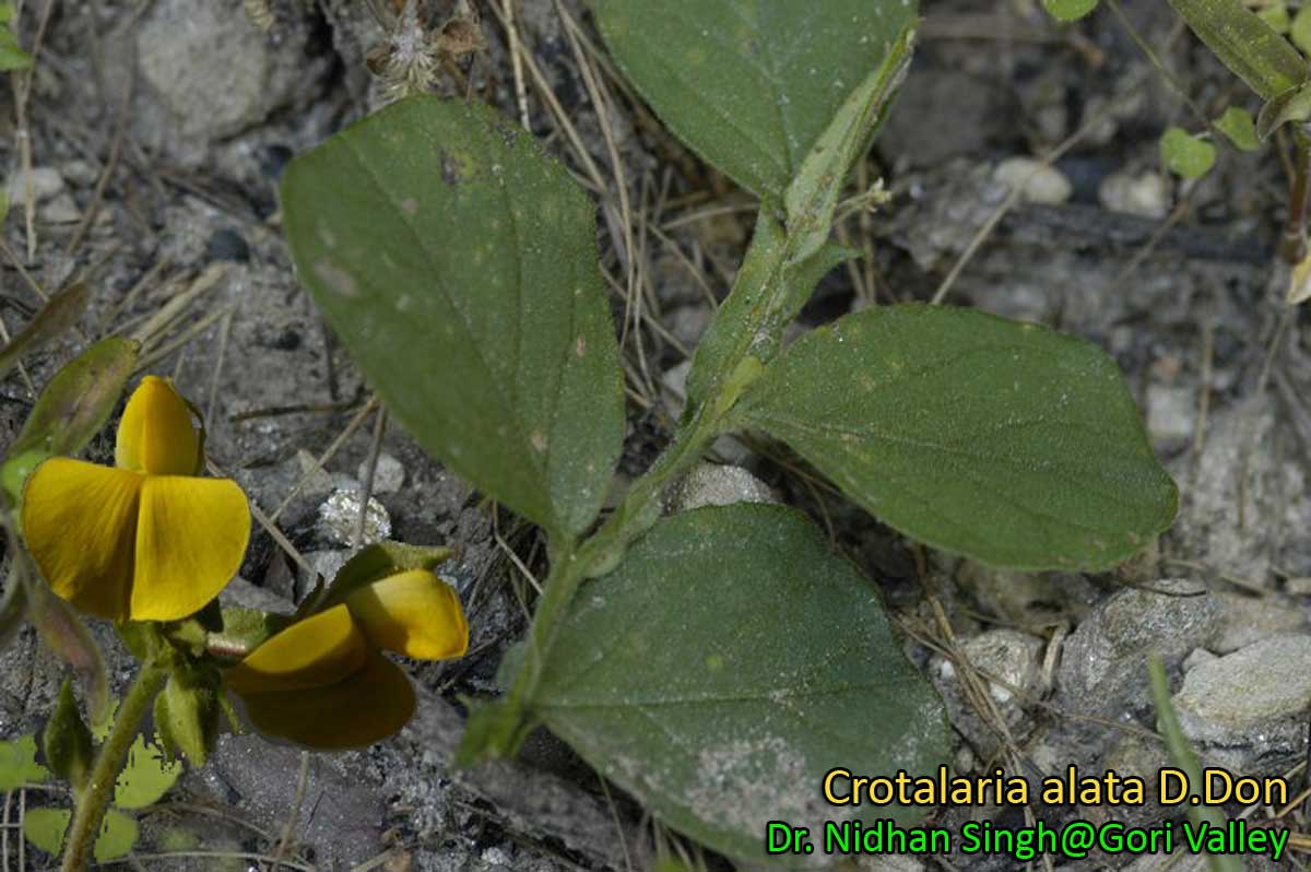 Medicinal Plants: Crotalaria alata, Winged-Stem Rattlepod, rattlebox