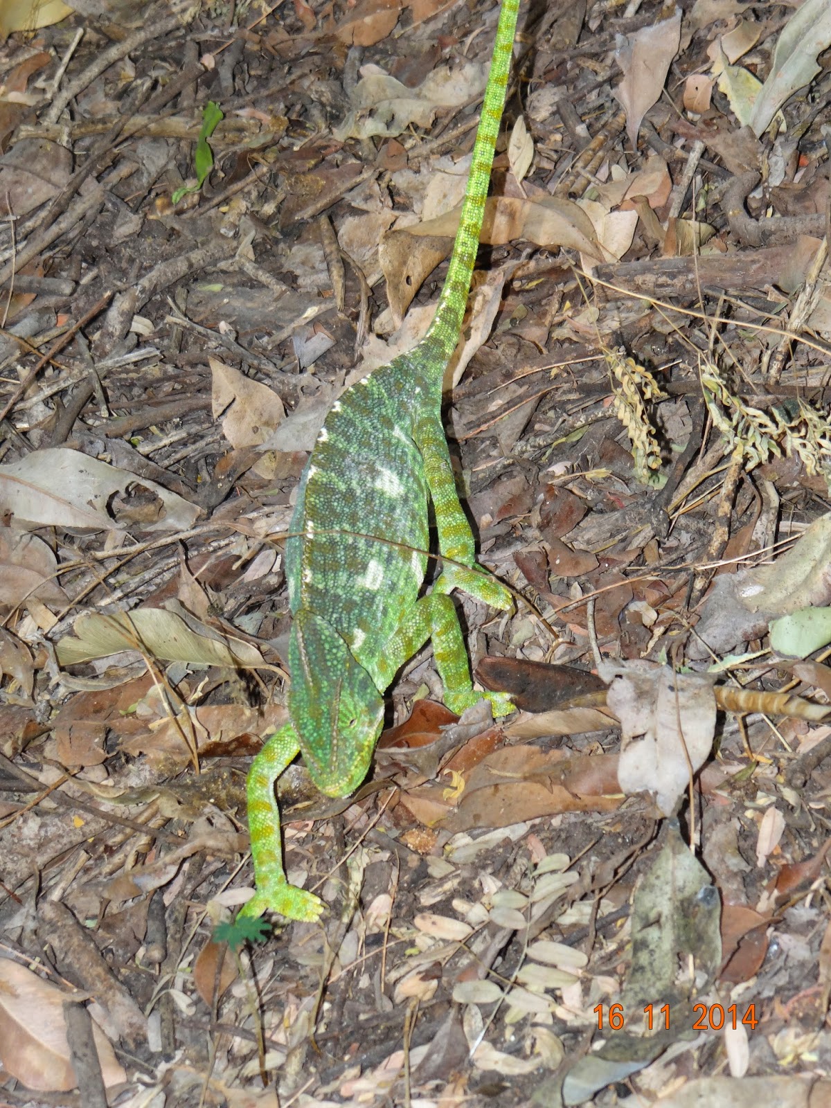 ITINERANTUR: HARRY'S TRAVEL BLOG: CHADVA RAKHAL- OFF THE BEATEN TRACK