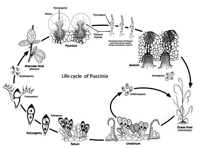 5 Stages in Life cycle of Puccinia