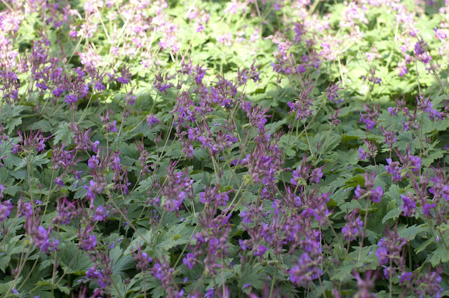 Plant Class: Geranium macrorrhizum