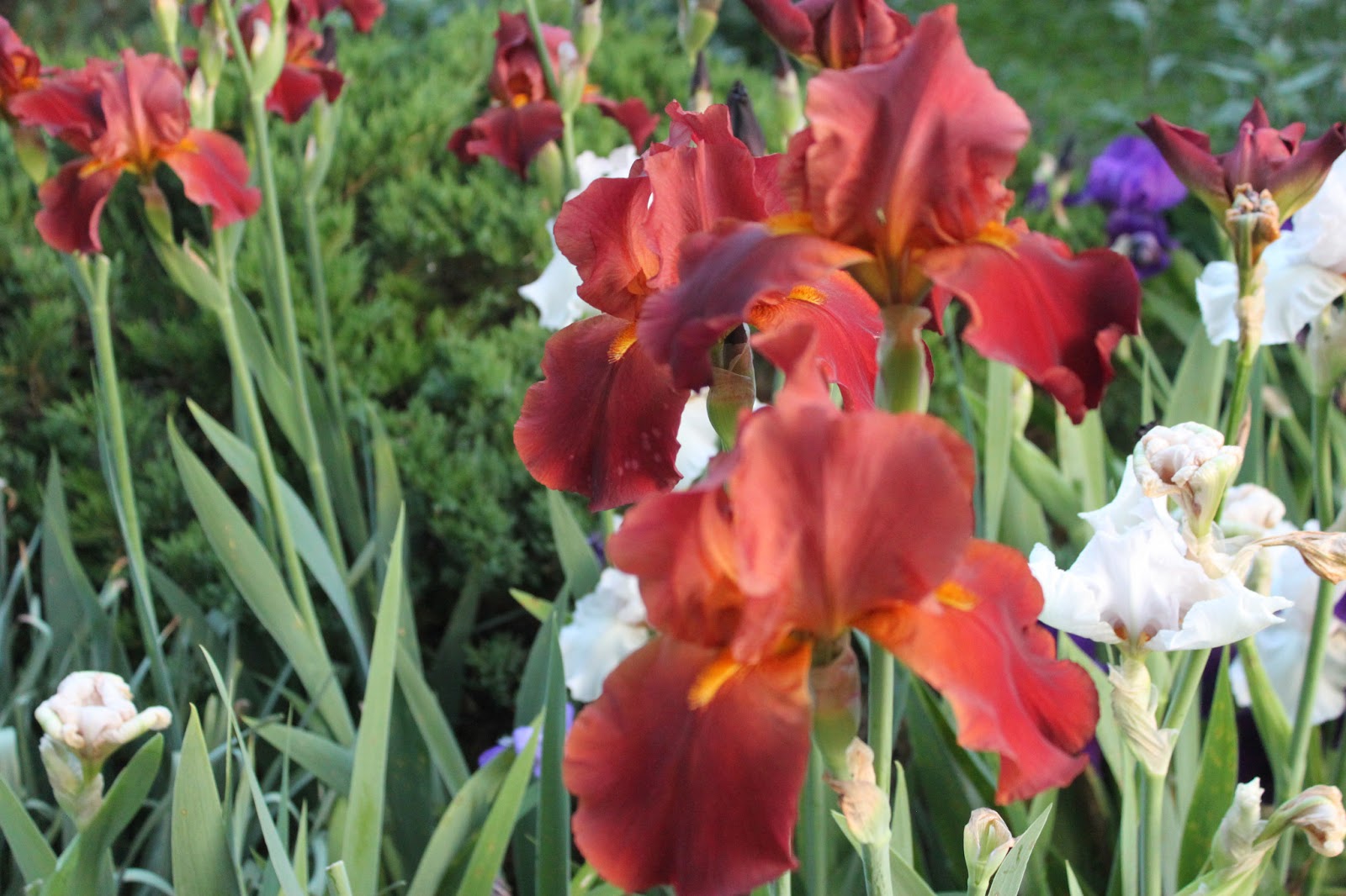 Pat's Addition: Peony Patch Glory