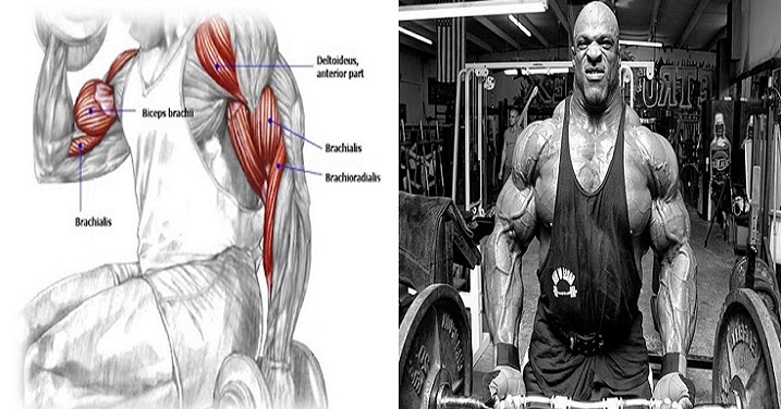 Training Guide For Maximum Biceps Development