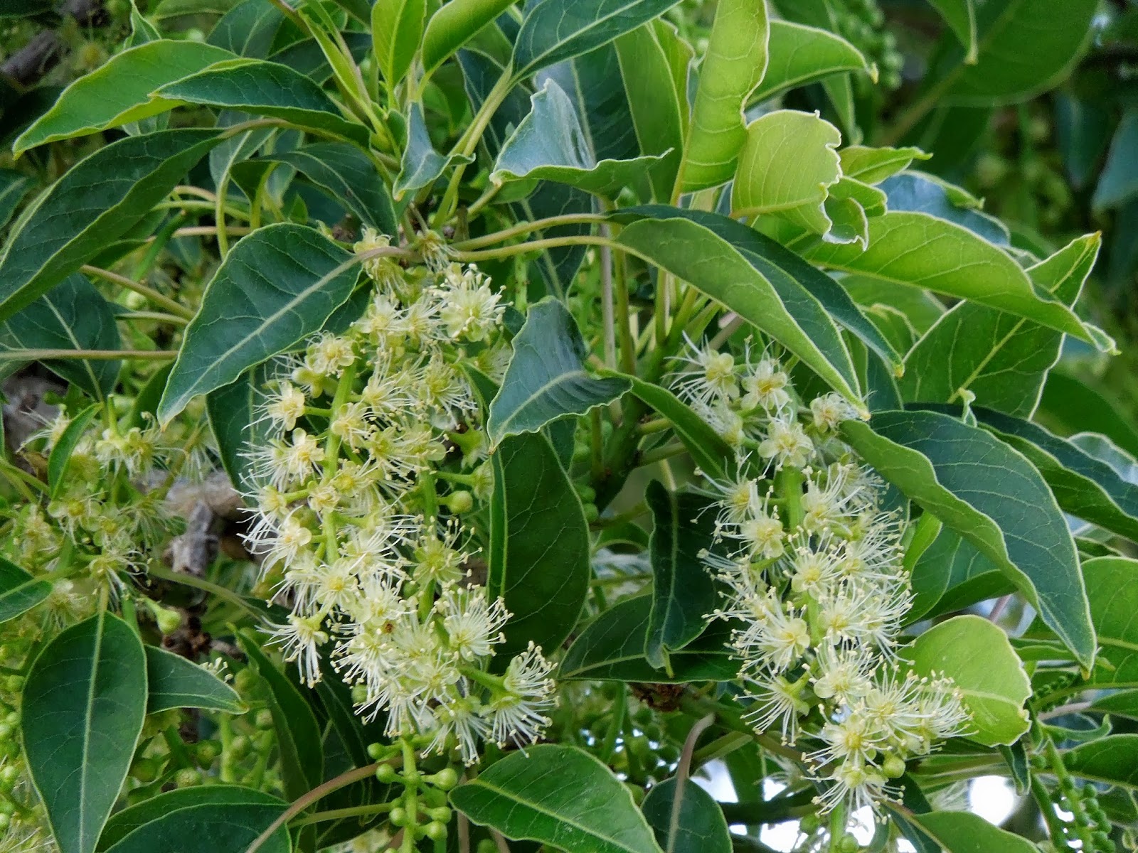 OMBÚ el árbol de la bella sombra - BOTÀNIC SERRAT