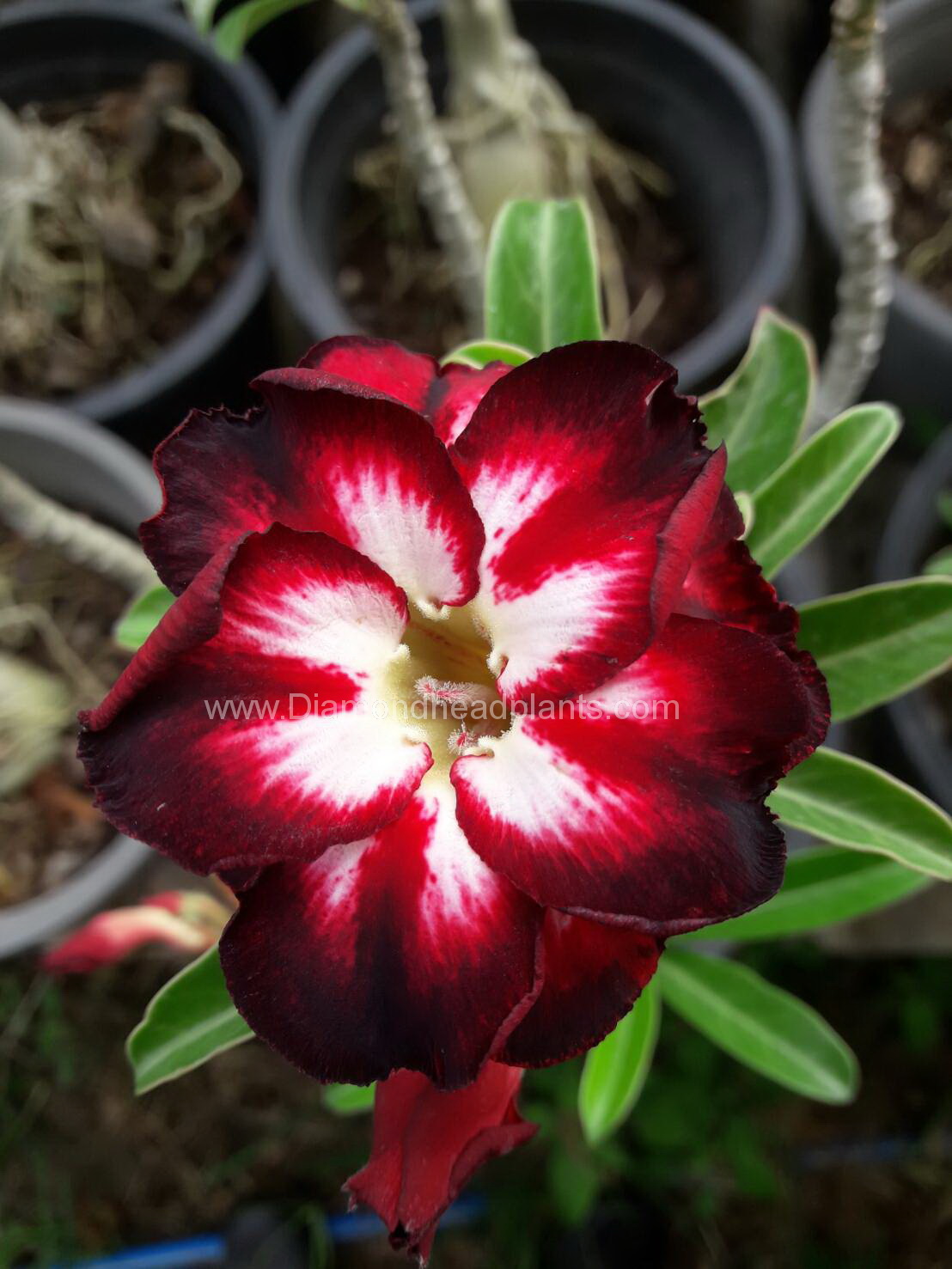 Adenium: New Adenium Catalog 2018-2019