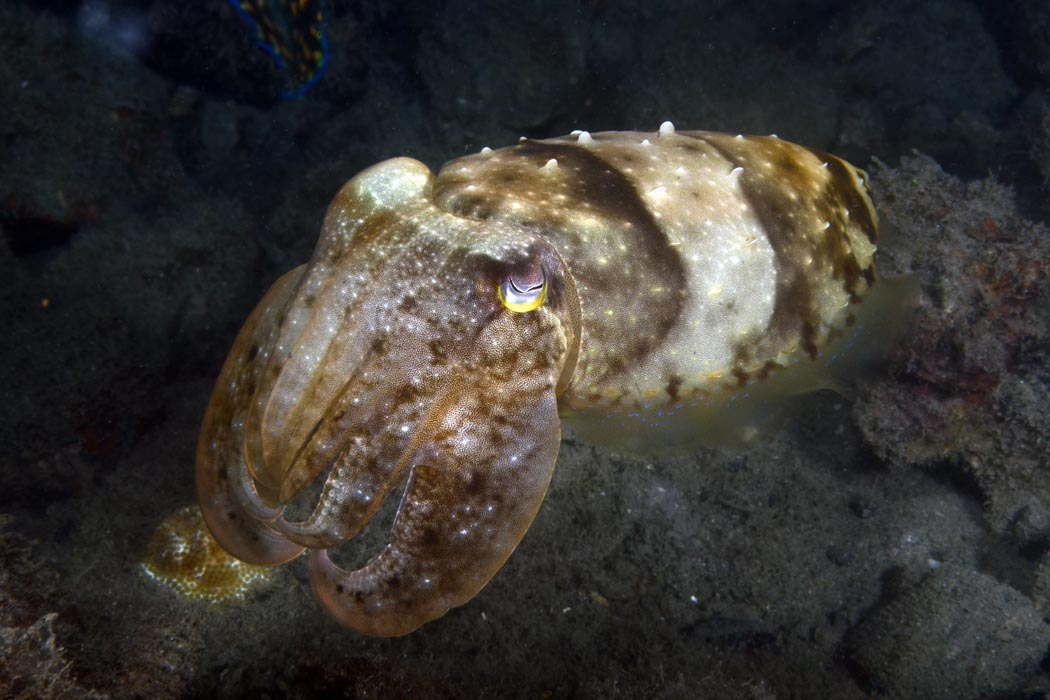 Savannah: The Elusive Mandarin Fish