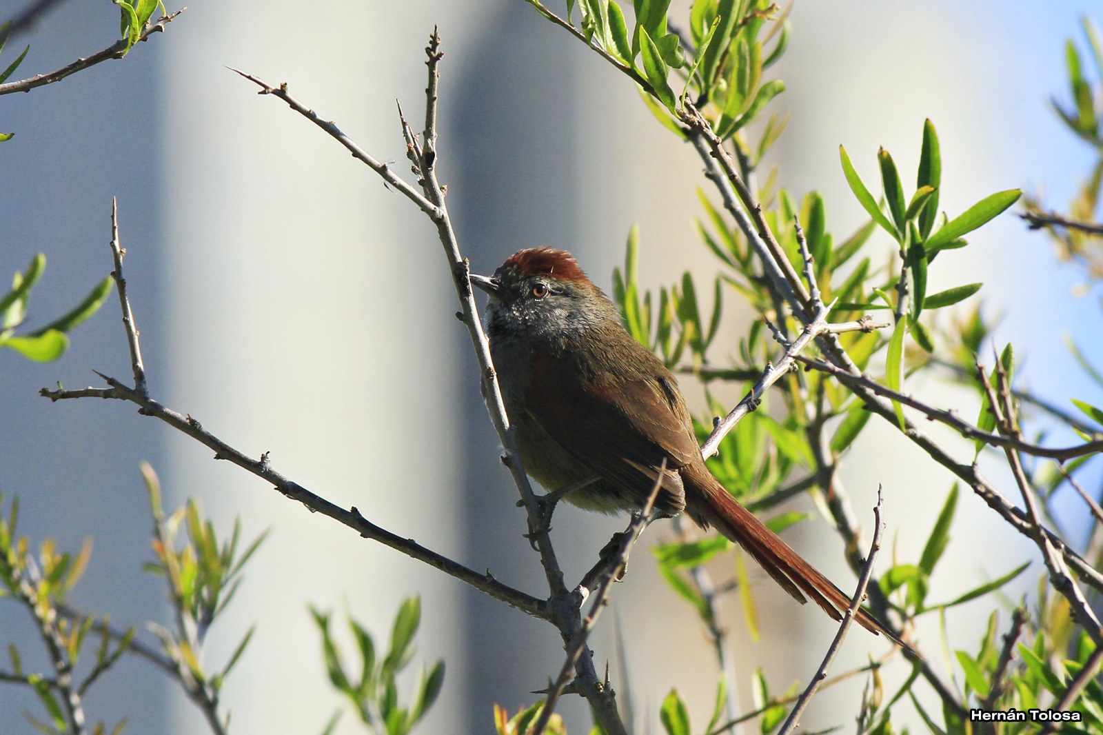 Aves Bonaerenses: Pijuí frente gris (Synallaxis frontalis)