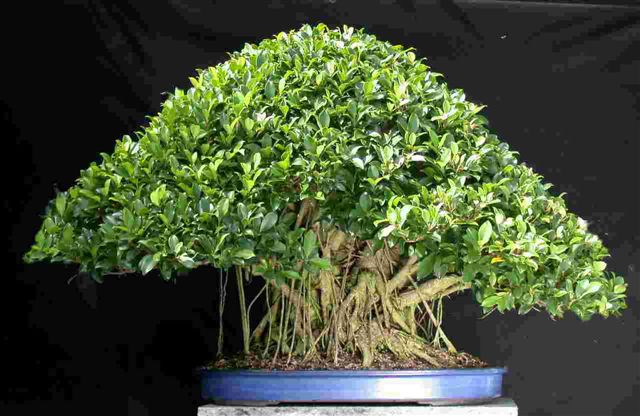 Balete Bonsai