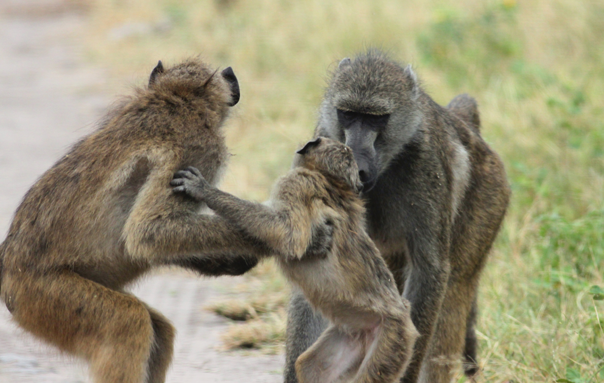 travelswithkathleen: Baboon life