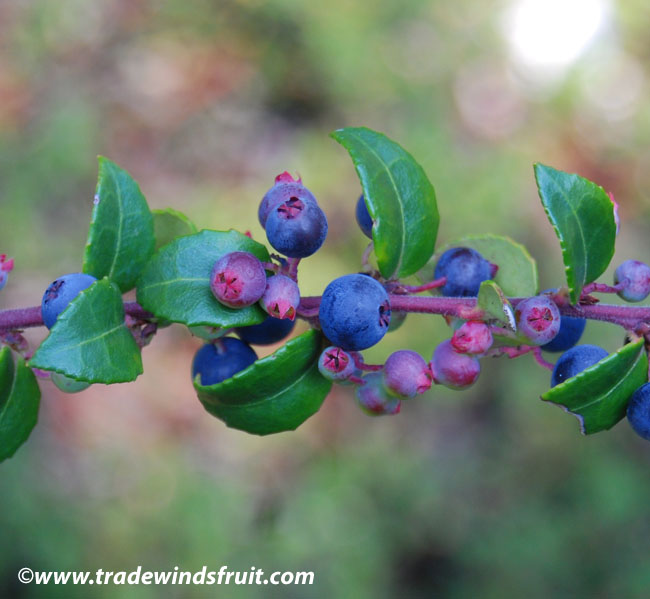 Ernie's Place: Huckleberries