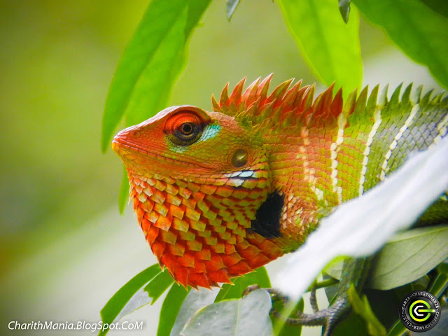 CharithMania: Garden Lizard ( Katussa ) Sri Lanka