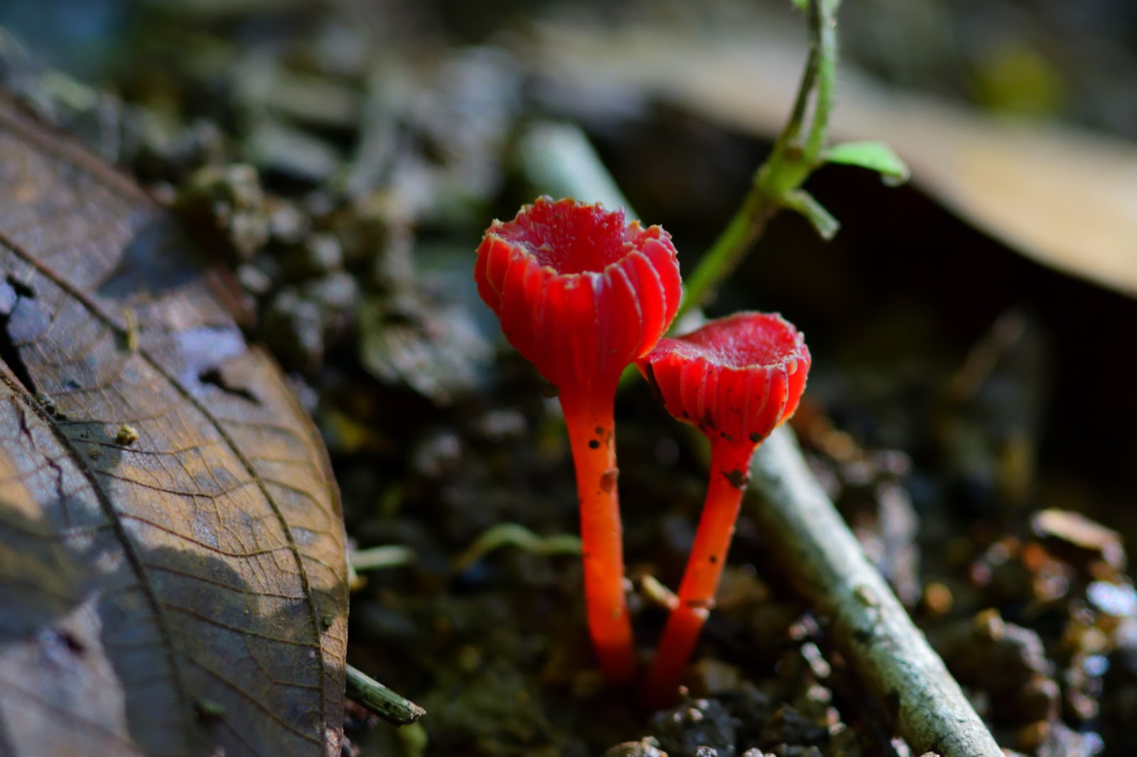 Red Fungus in Puriscal