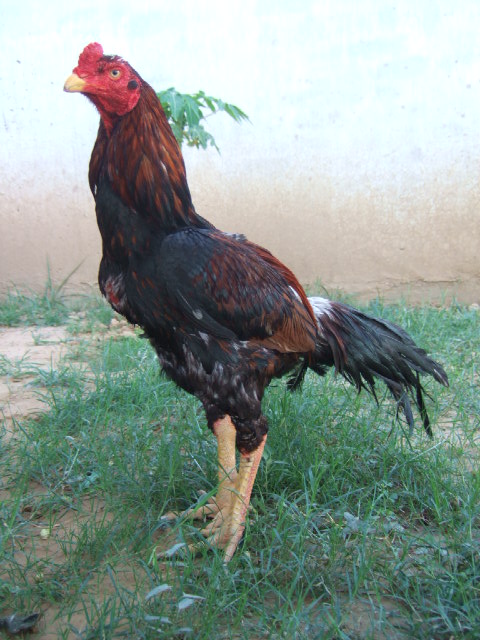 KING GHAZI: PAKISTANI ASEEL