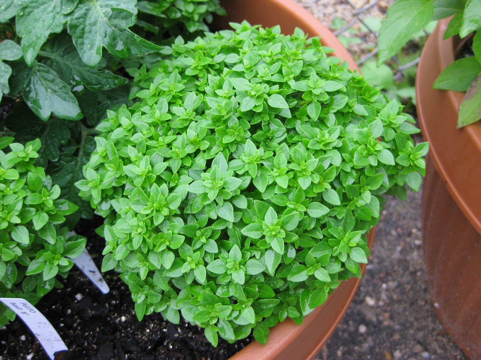 Rotary Botanical Gardens - Hort Blog: Basils for Taste and Ornament