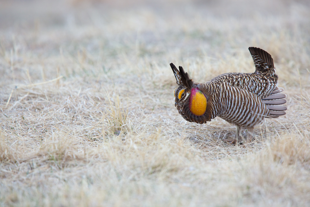 The Way We See It: Chasing Chickens
