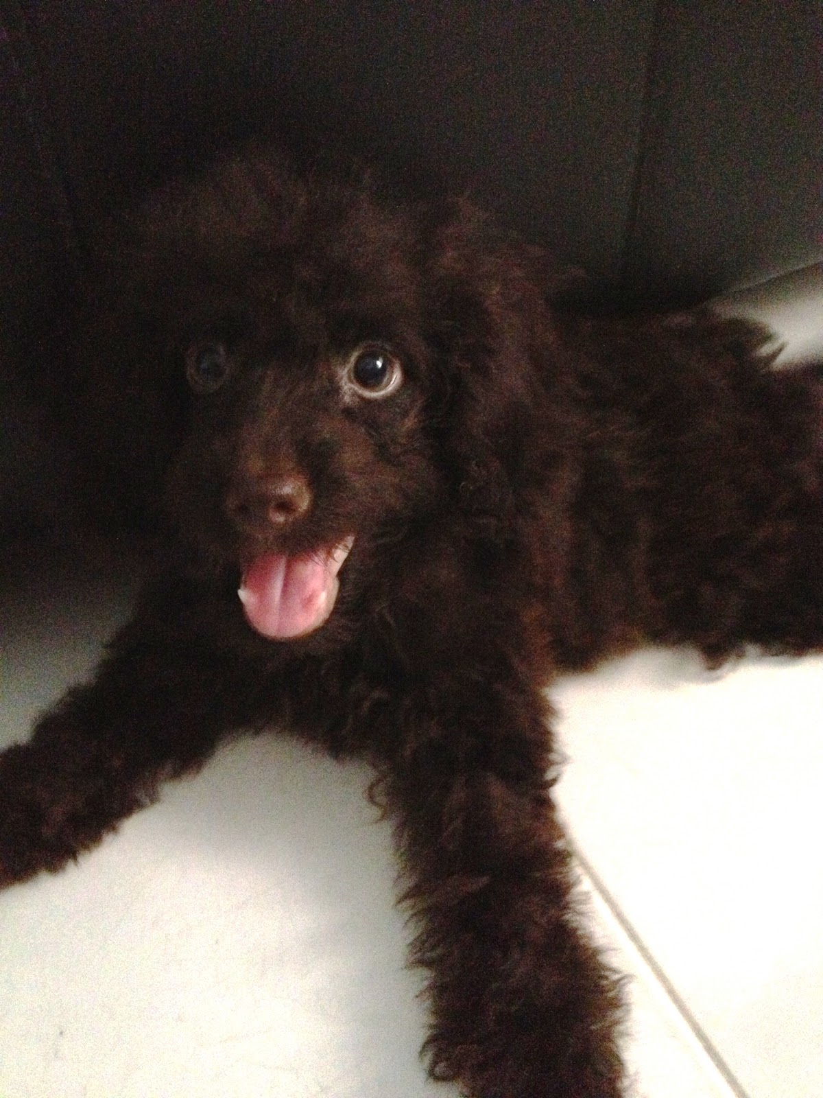 Cookie The Dark Brown Toy Poodle