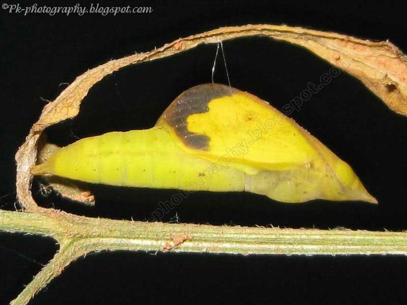 Life Cycle Of Common Grass Yellow Butterfly | Nature, Cultural, and ...