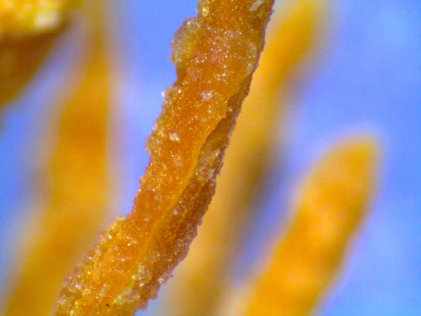 Fruit and Vegetable Pollen Comparison: Dissecting Scope Images of ...