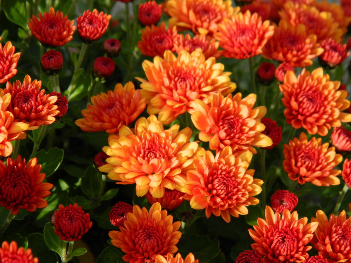 LA MULTI ANI, ROMANIA!: Crizanteme portocalii