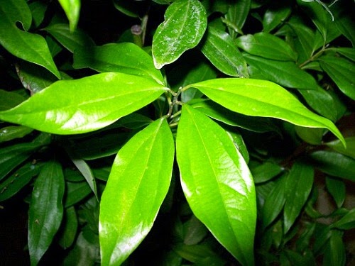 Susana Toscano - LOS ÁRBOLES: LA FLOR DE LA CANELA...