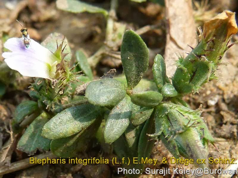 Medicinal Plants: Blepharis integrifolia