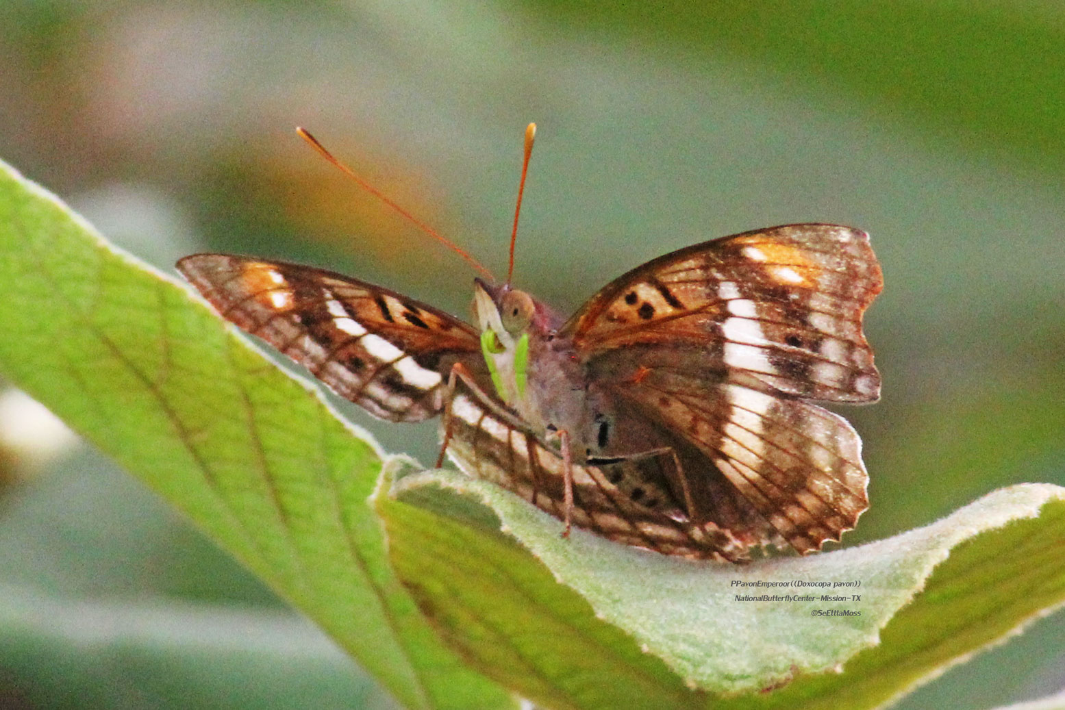 Pavon Emperor butterfly, another view