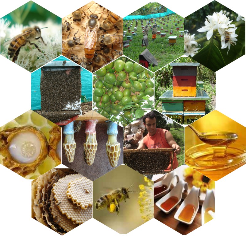 APICOLA ORO: Productos apicolas