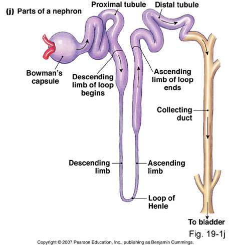 Ahmed Sadawi: Histology of Kidney