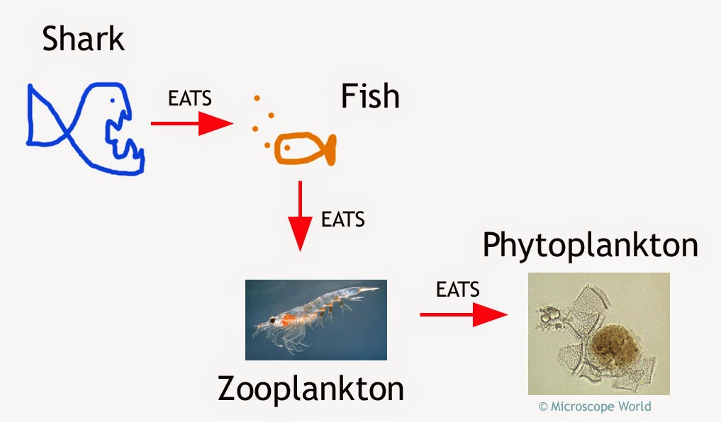 Microscopic Plankton