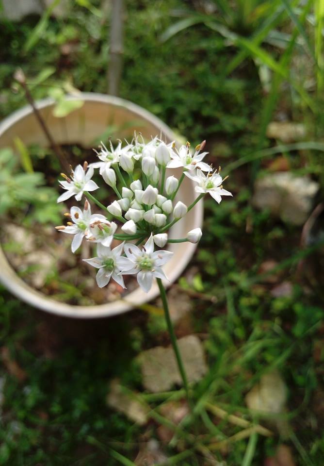 Tertunailah Hasrat Di Hati: BUNGA KUCAI CANTIK SUNGGUH