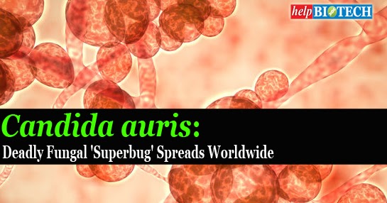 Candida auris: Deadly Fungal 'Superbug' Spreads Worldwide