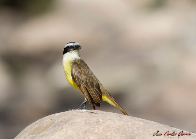 Aves Rosario de la Frontera Salta: Benteveo común, alias "bicho feo ...