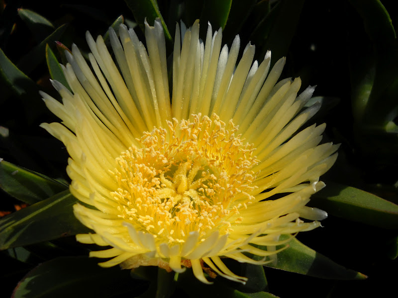 HORTA À PORTA: CARPOBROTUS EDULIS (CHORÃO-DAS-PRAIAS)