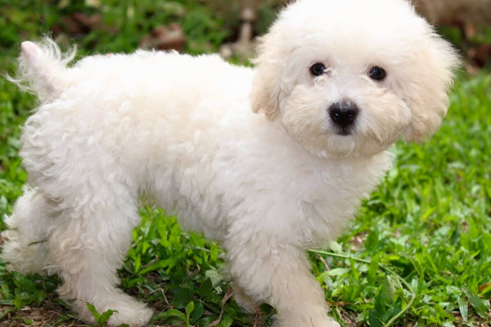 AMOS DE FRENCH POODLES COSTA RICA