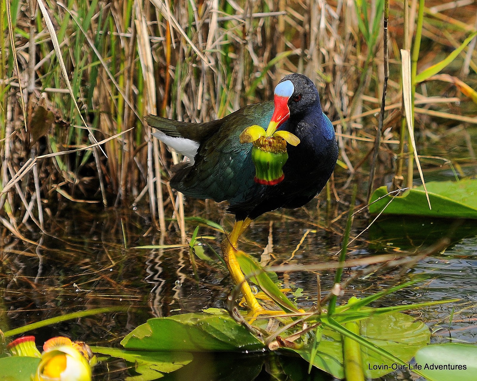 Lovin-Our-Life Adventures: Animal Life in Everglades National Park