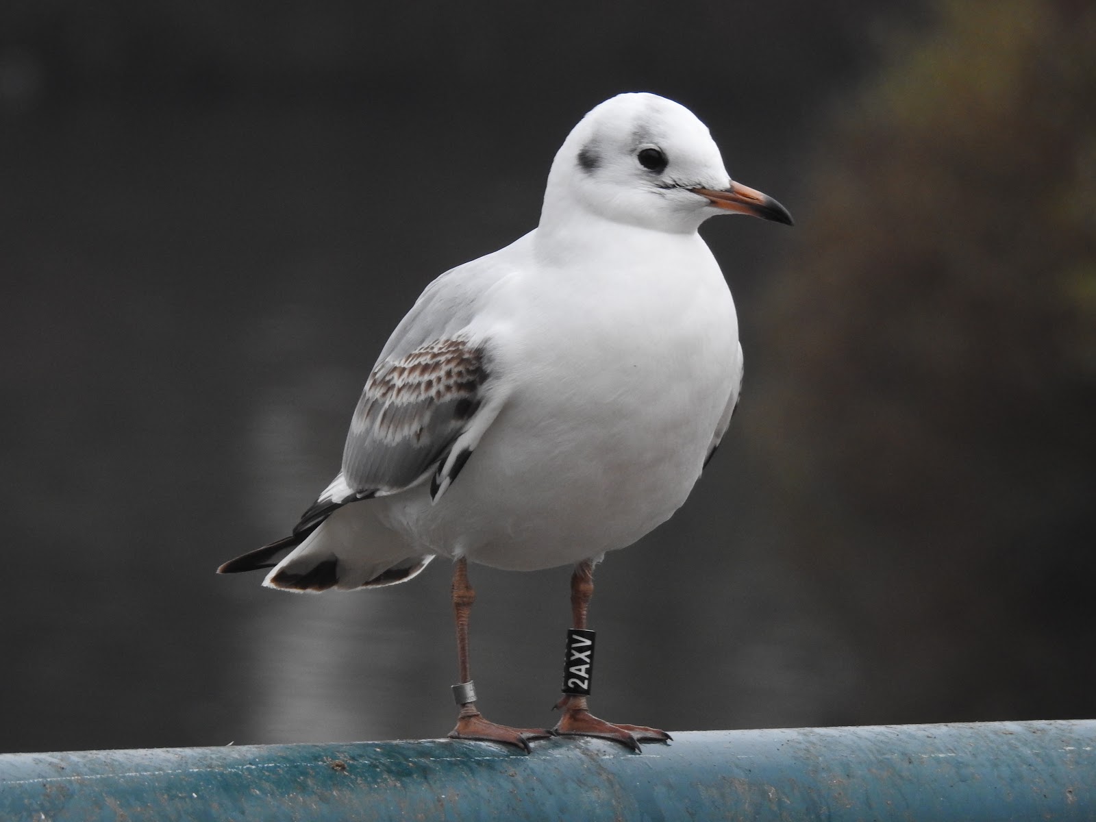 Northern Ireland Black-headed Gull Study: Black-headed Gull - Black 2AXV