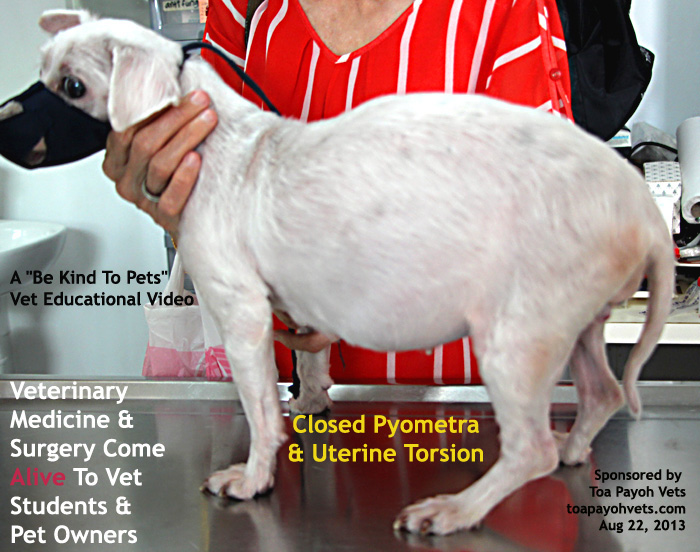 Veterinary, Photography and Travel Stories for vet students and pet ...