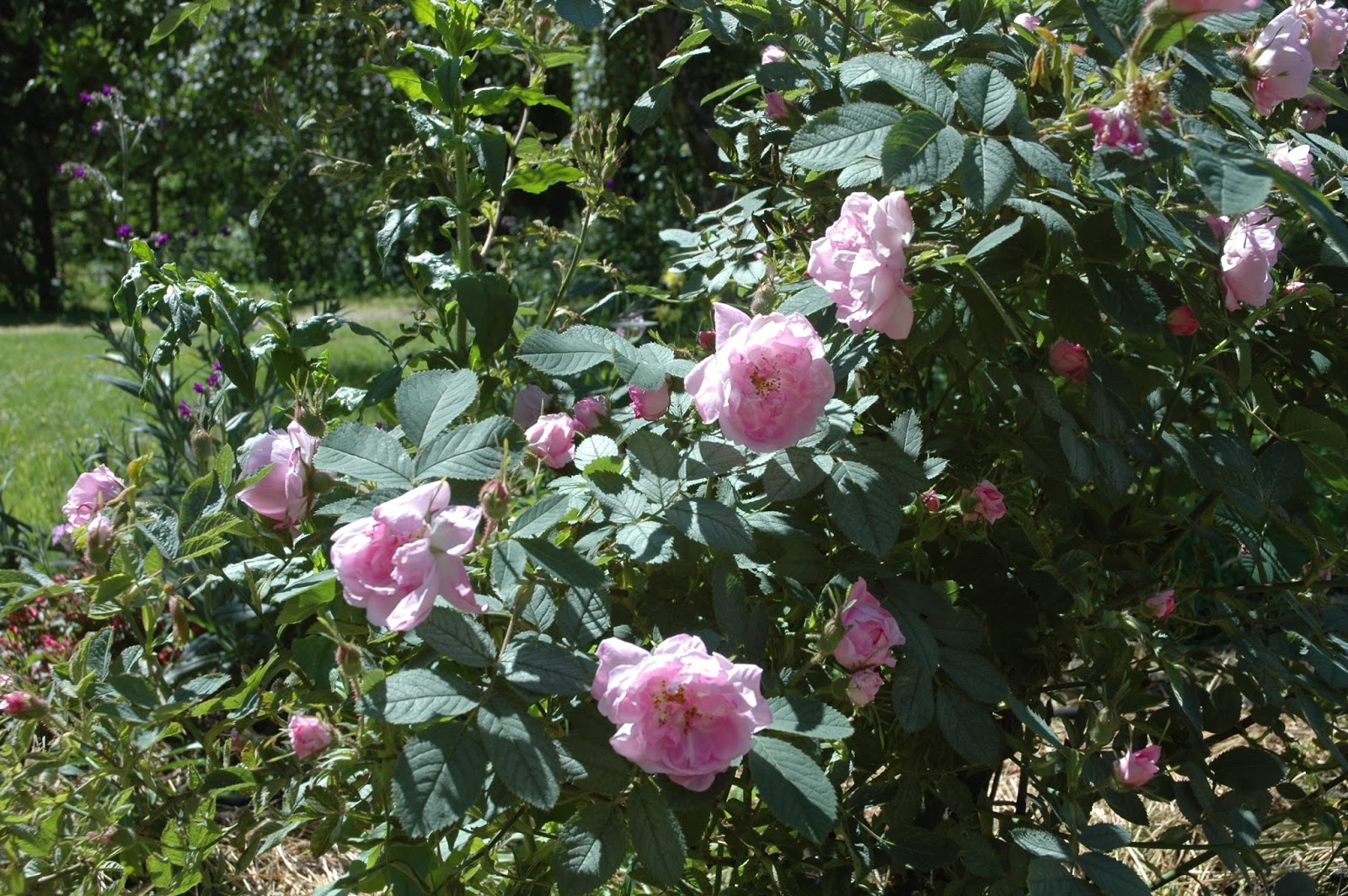 Drømmehagen til Gulltann: Rosene mine