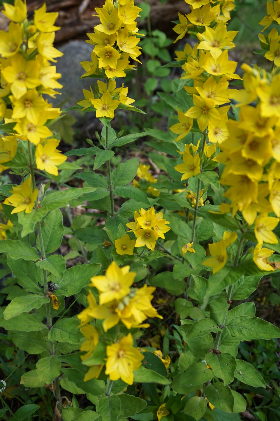 Oma tupa, tontti ja lupa: Salaisuus kauniin kukkapenkin takana