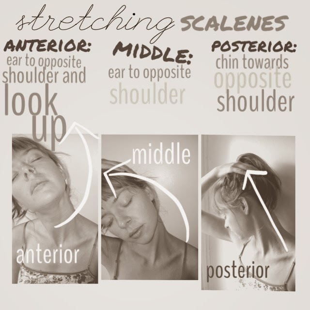 The Hip Joint: The Scalene Muscle Group